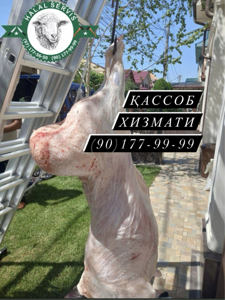 Живые бараны. Тирик қўйлар