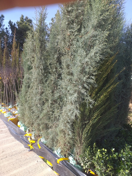 Archa gular lanshafd dizayen harxil dekarativni daraxlar