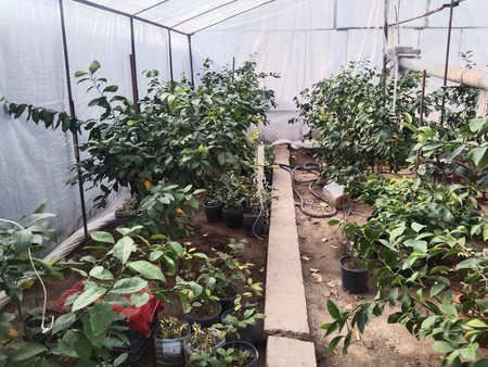 Limonlar sotiladi