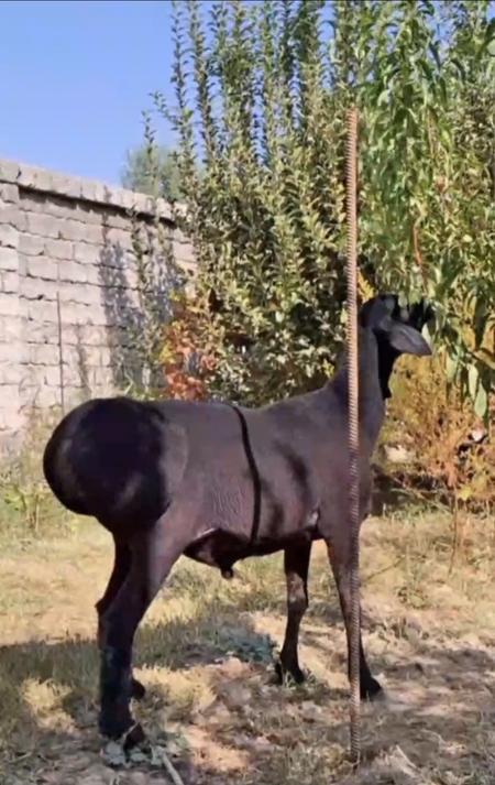 Хиссори кучкор сотилади
