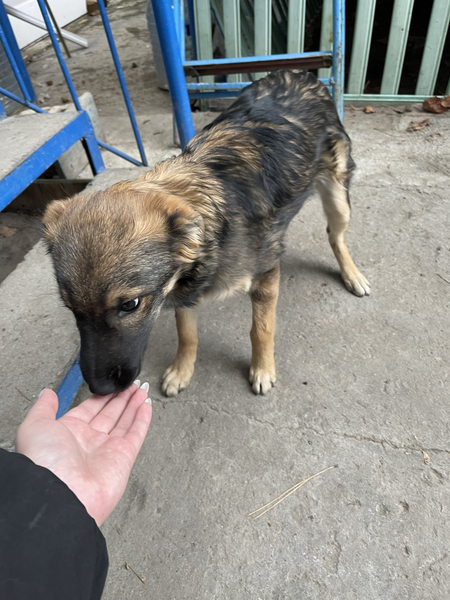 Отдам собаку в добрые руки