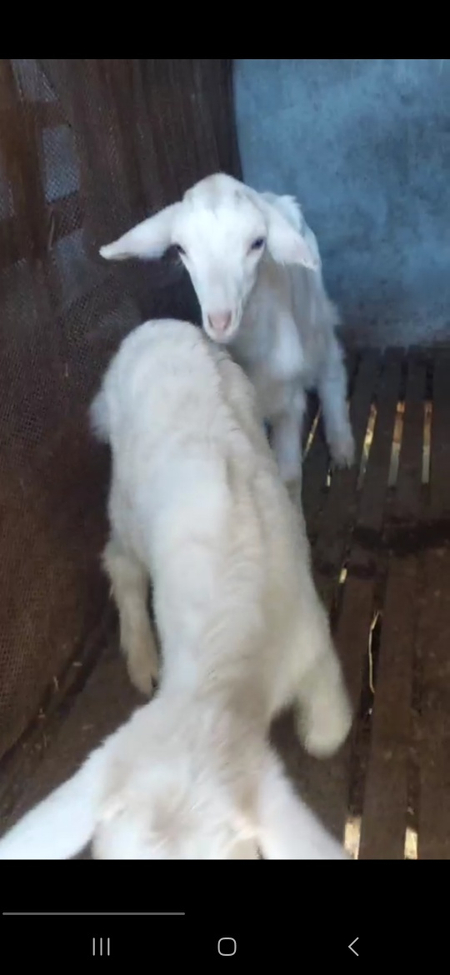Sutdor Echki bolalari sotiladi 2 ta takacha va 1 ta urgochi
