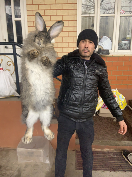 Belgeyiski filandir