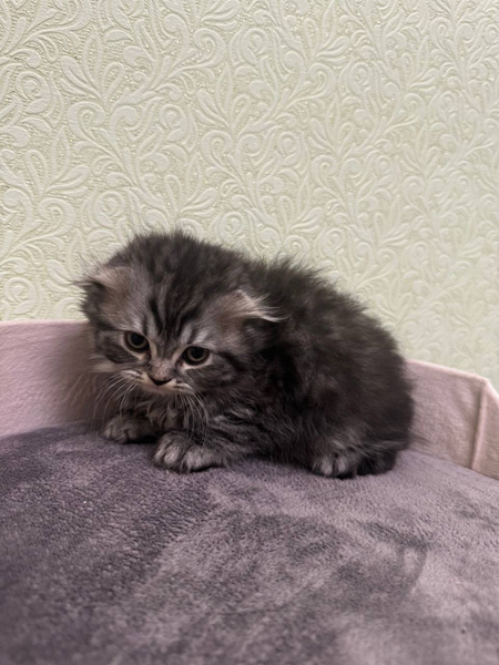 Продажа котят скотиш страйт и скотиш фолд