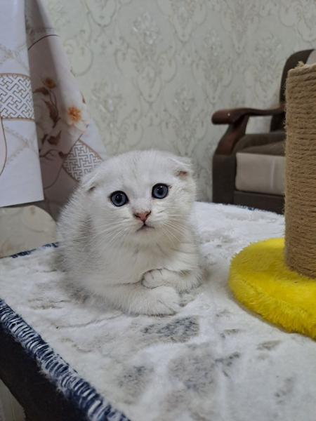 Британский окрас, Фолд