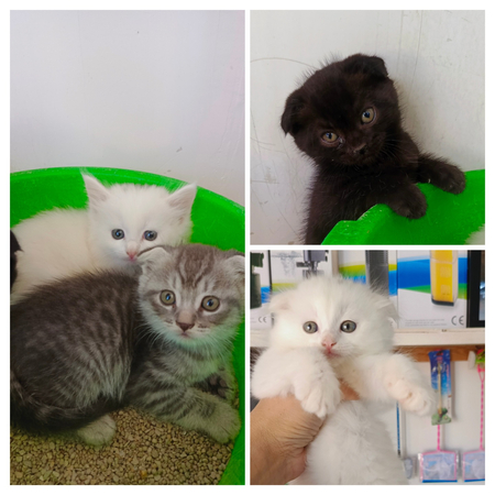 Продаётся шотландские котята