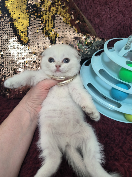 Котята от правильной вязки
