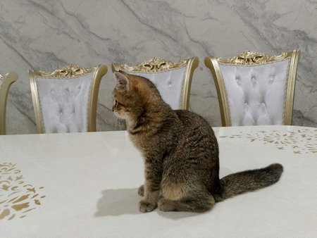 Тикиривоний шиншилла Киз бола