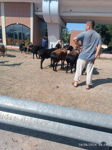 Qassob xizmatlari