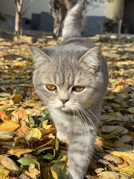 Britanskiy shinshilla