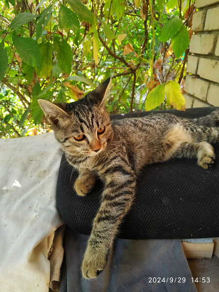 Продаются котята