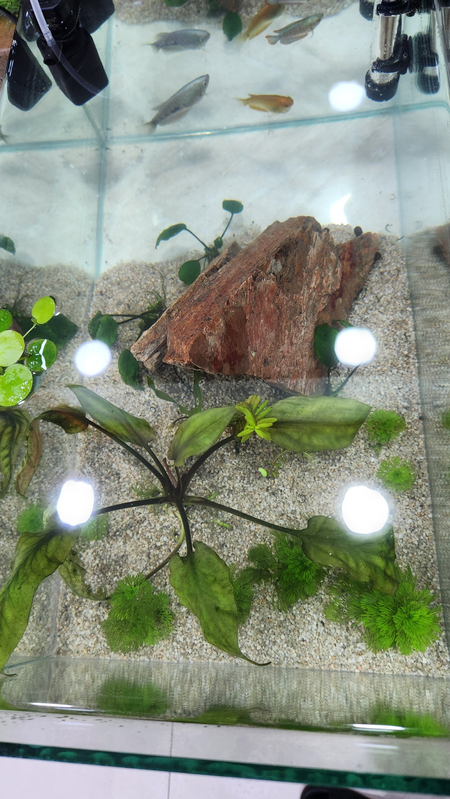 Akvarium qalin tabiiy o\\\'simliklar va baliqlari