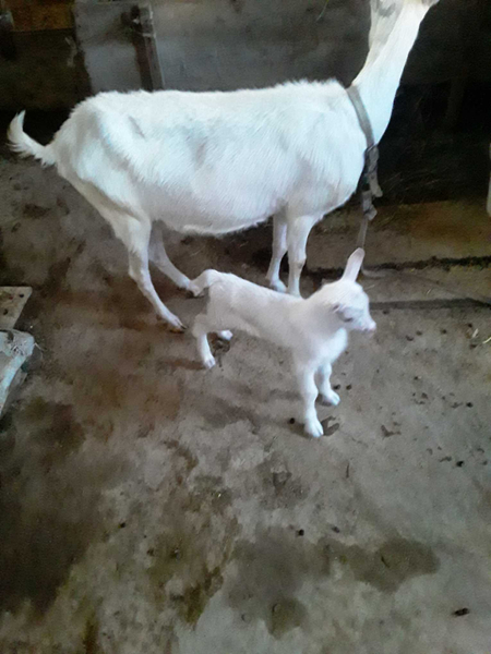 Toza zanin echki