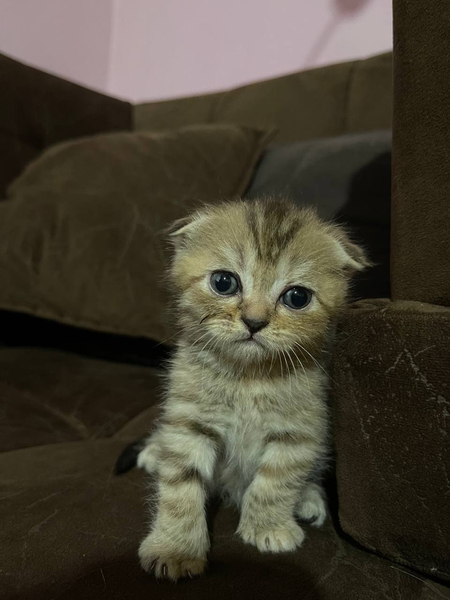 Котят, продали мушуклар
