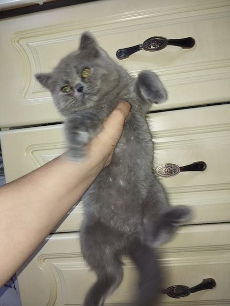 Малышка скоттиш страйт девочка