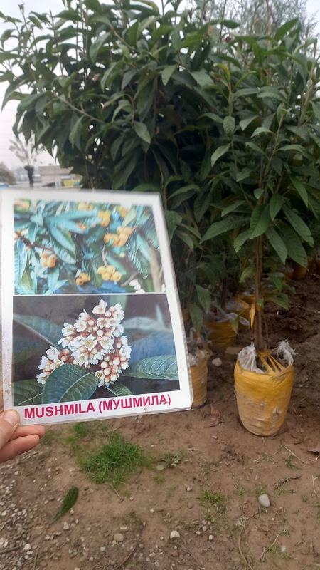 Murshmilla daraxti