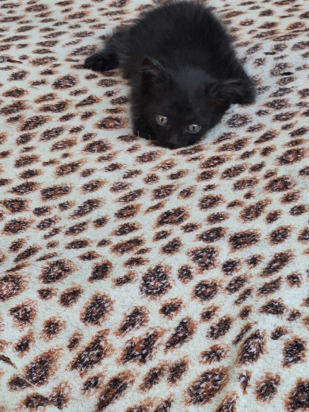 Котята бесплатно