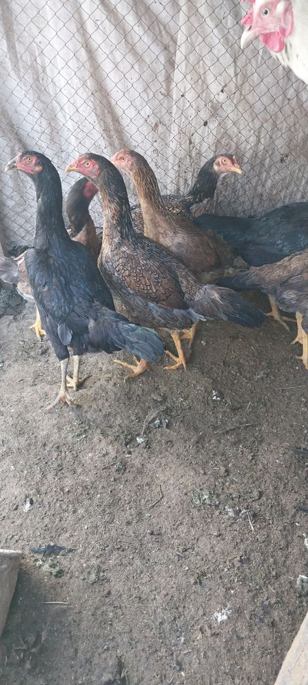 Kulangilar tuxumda  sotiladi tezda