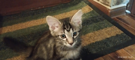 Котята домашние,3 месяца,девочки,приручены к лотку отдам в добрые руки