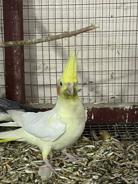 Toti Para 450000