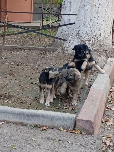 Красивые щенята.