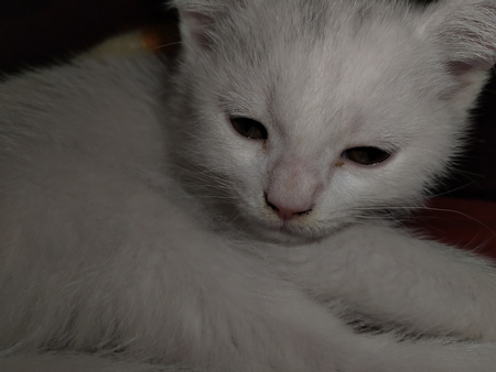 Продаётся котенок