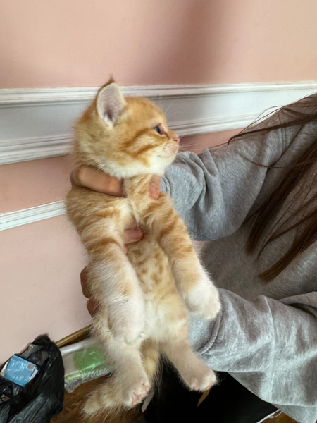Продам кошку и котят Скоттиш страйт 100$