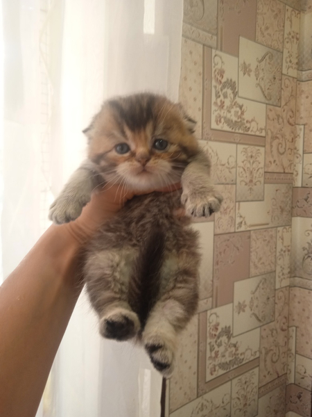 Котята от правильной вязки