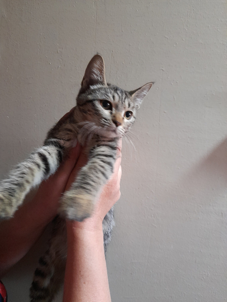 Продается  котенок , девочка