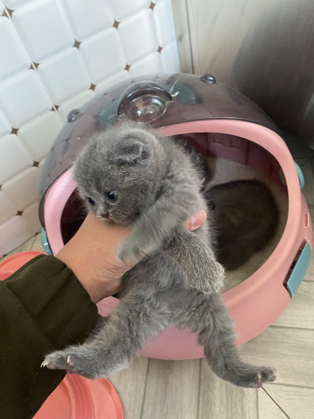 Вислоухие котята