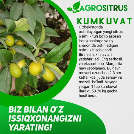 Sovuq urmagan sitrus koʻchatlar