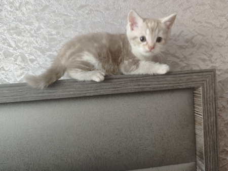 Котята девочки и мальчики
