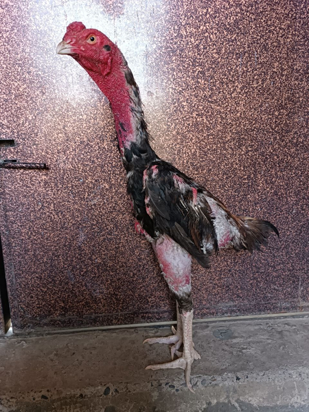 Dakan xuroz sotiladi