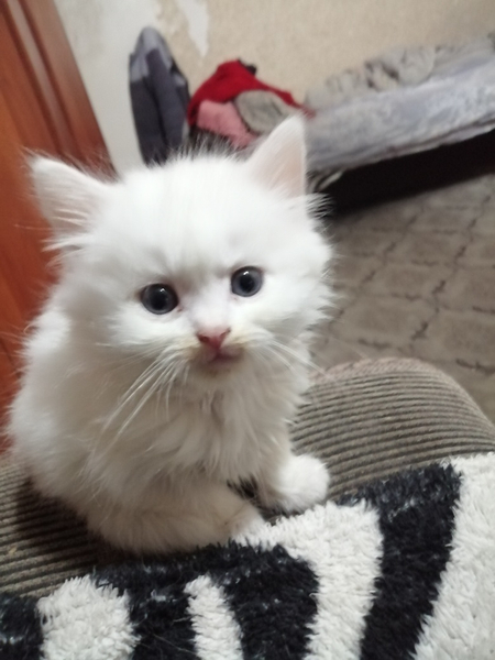 Продаётся котёнок