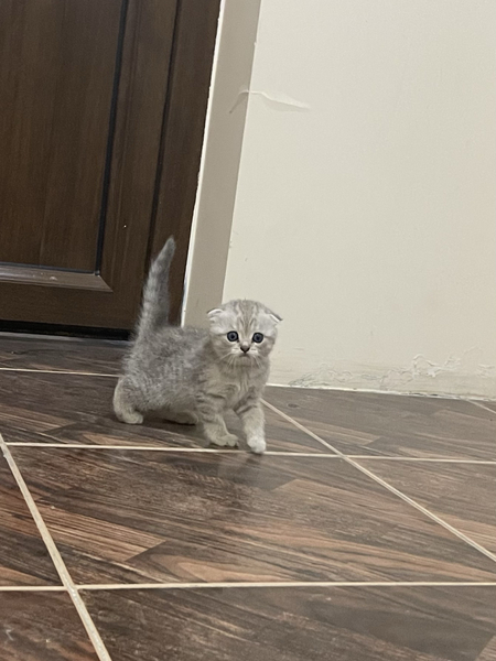 Котята скотиш-фолд