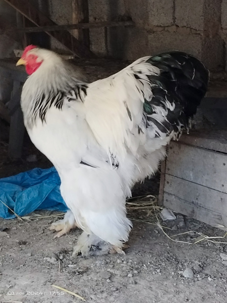 Svetli biramala bor