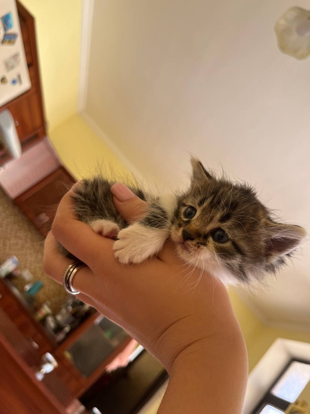 Отдам котят в добрые руки.  Кушают сами, ходят в лоток. 1.5 месяцев