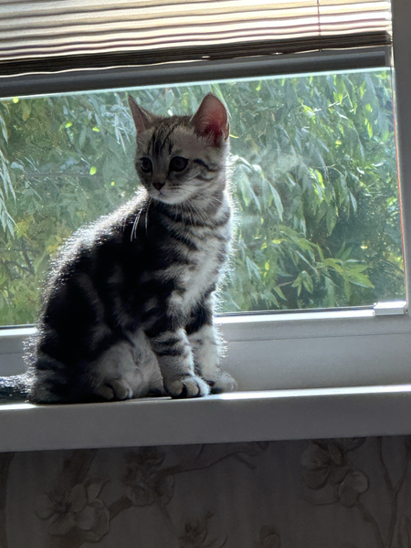 Котенок скоттиш страйт мальчик