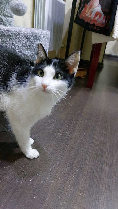 Отдается в добрые руки кошечка