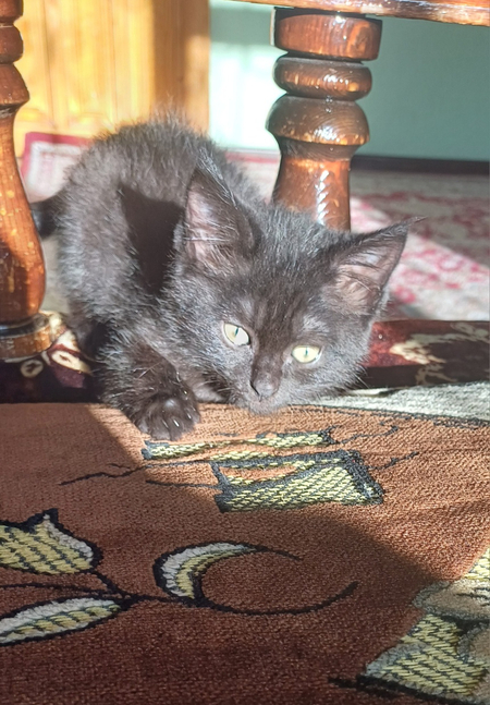 Котёнка Маша милая