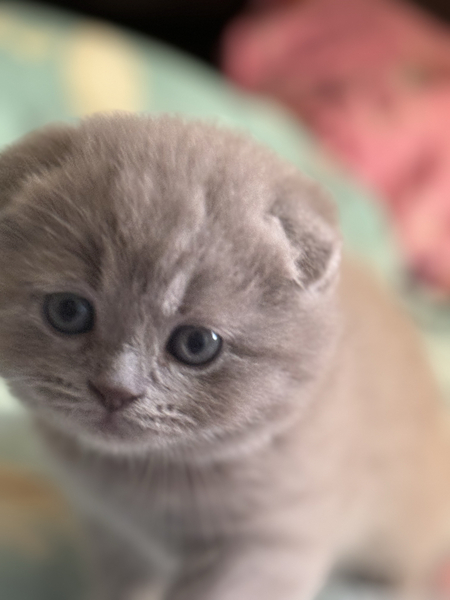 Скотиш фолд