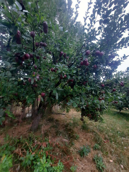 Олма 30 тонна/Яблоко