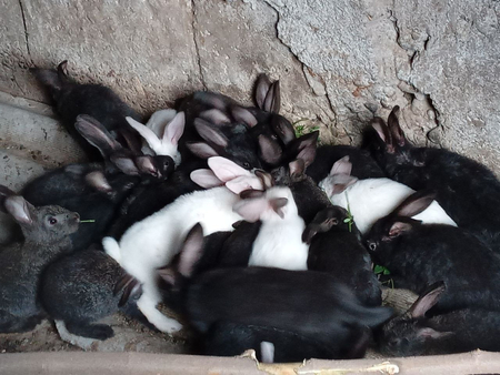 Кролик Куёнлар на выбор