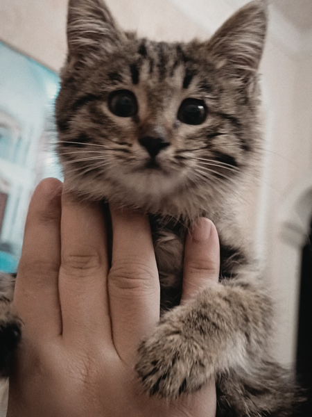 Отдаём кошку в хорошие руки