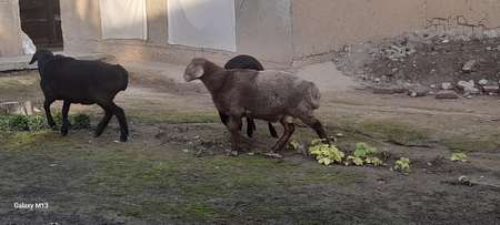 Qochqorlar sotiladi