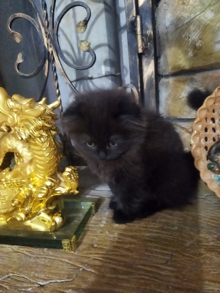 Продам шикарных котят