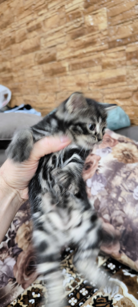 Вислоухие котята скоттиш фолд