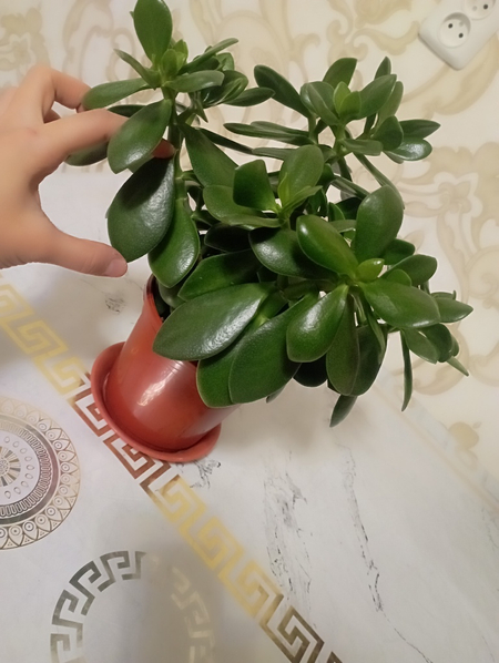 Doʻllr gul  oʻstirsela pulila koʻpayib ketadi
