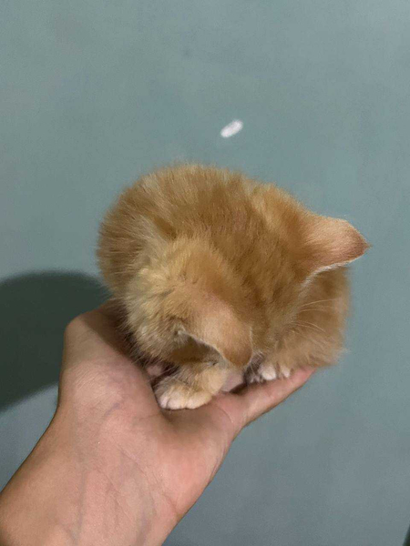 scottish fold 1.3 mes