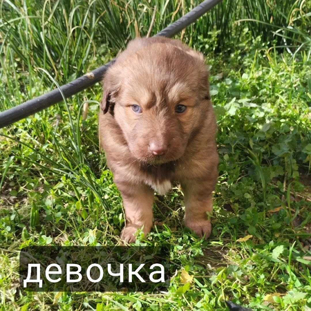 Малышки щенки в поисках дома